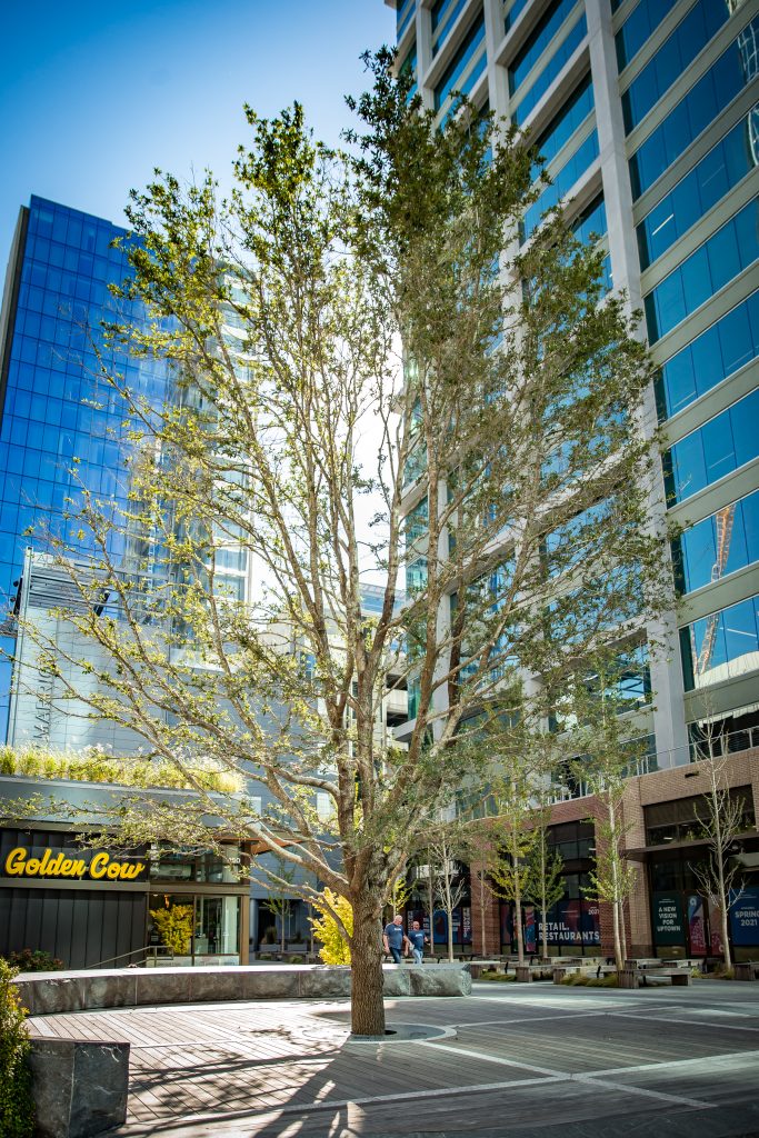 Ally Charlotte Center | Work | Little