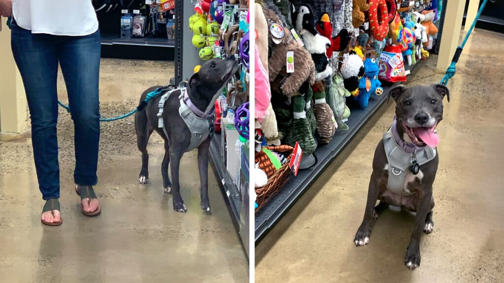 Paws and Reflect: Designing a Multi-Sensory Pet Retail Experience ...